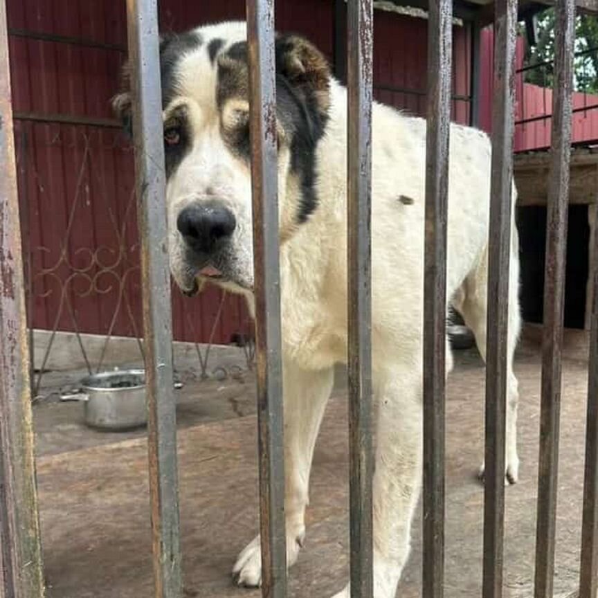 Алабай в добрые руки