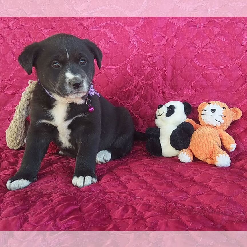 Куколка ищет дом