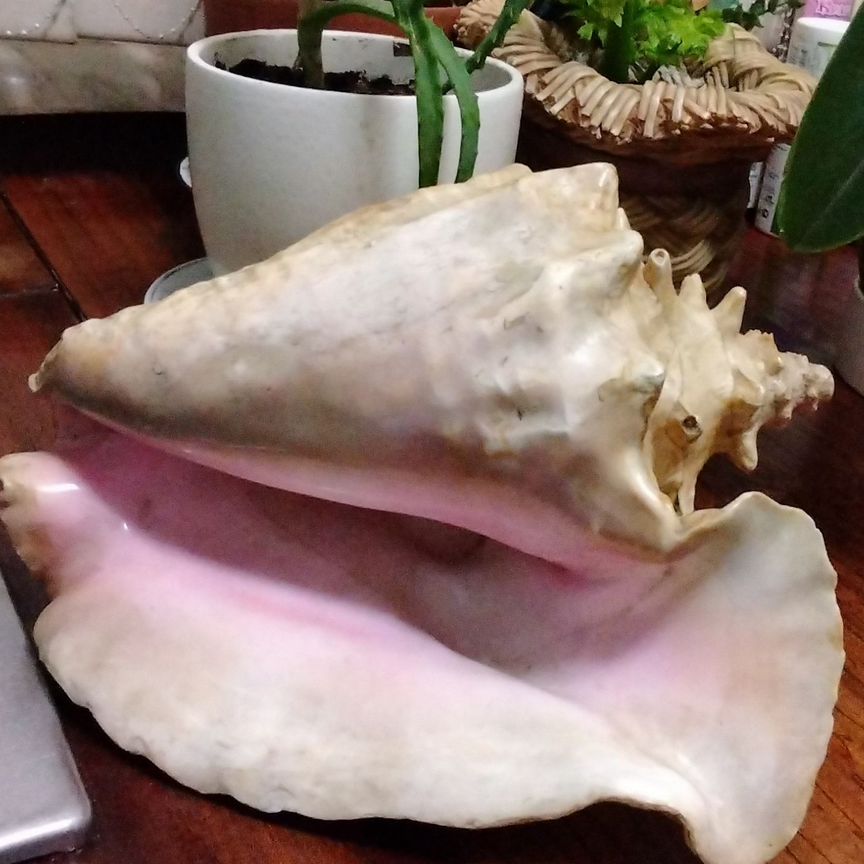 Большая морская раковина