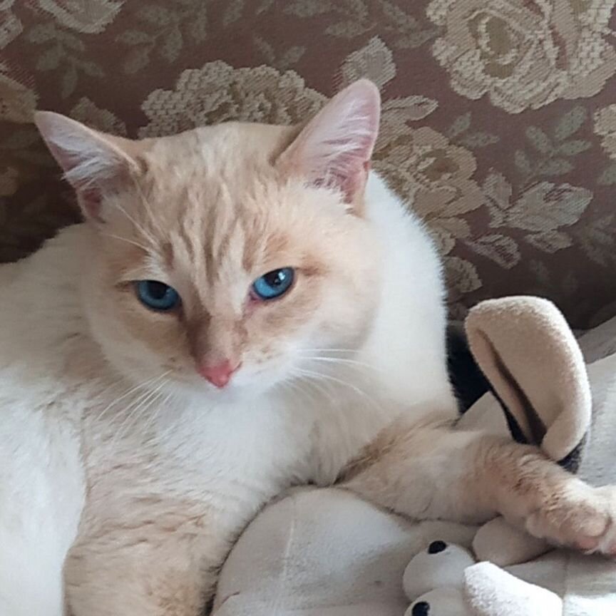 Котик тайский ред пойнт в добрые руки