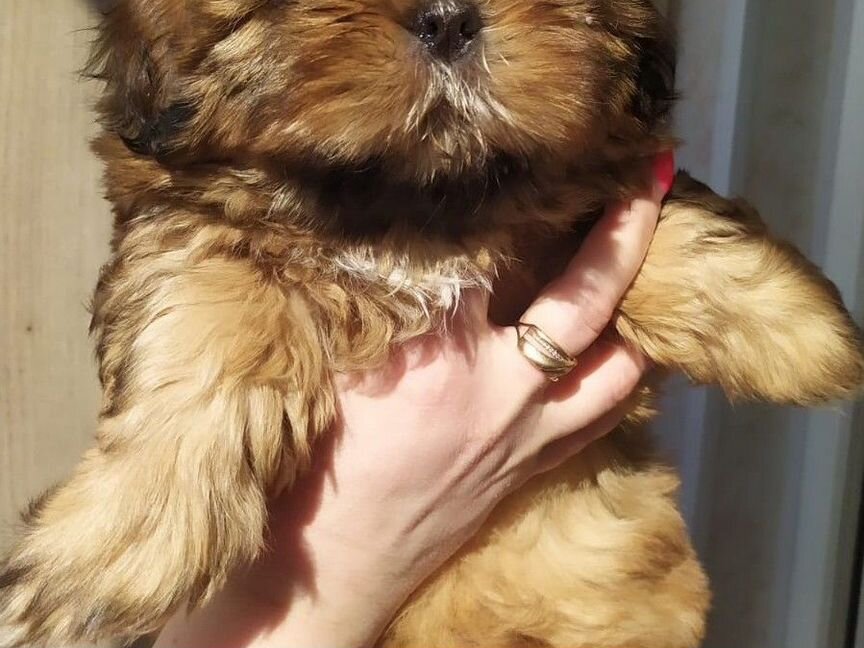 Щенки ши-тцу