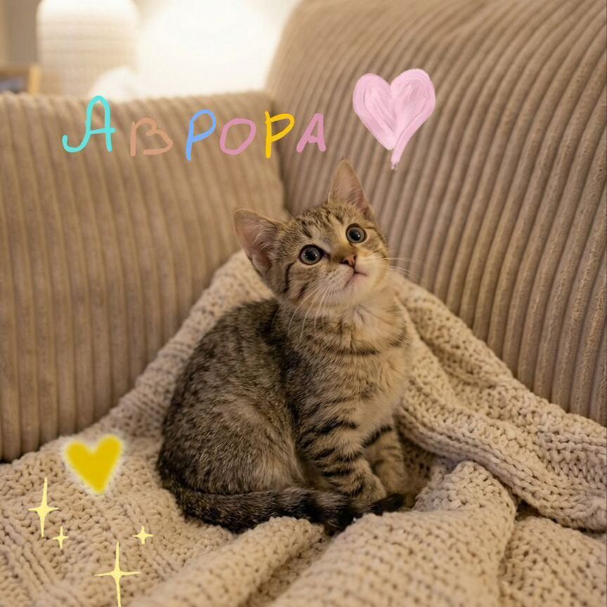 Котёнок в добрые руки