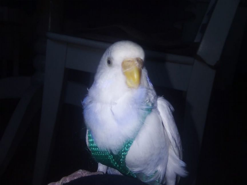 Продаётся попугай