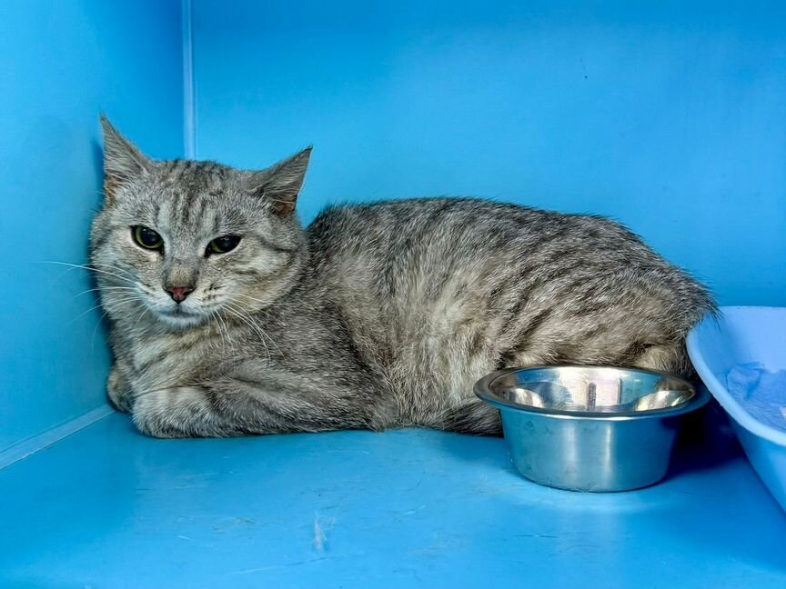 Добрый кот в добрые руки