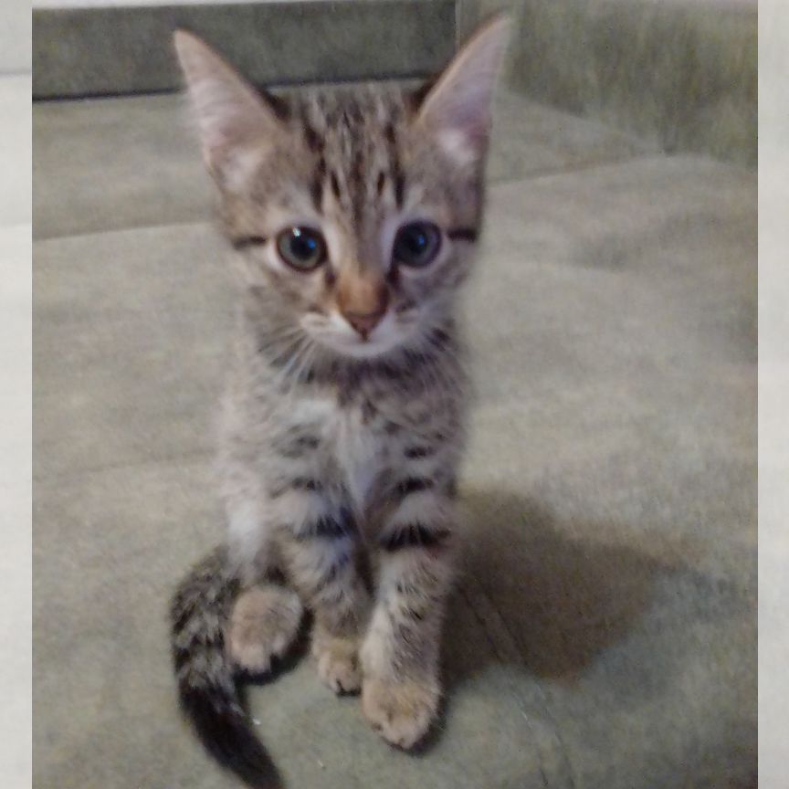 Котята