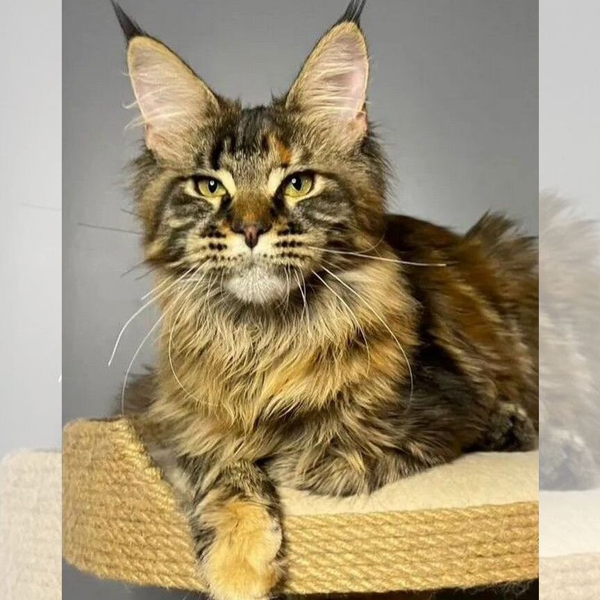 Мейн-кун котёнок