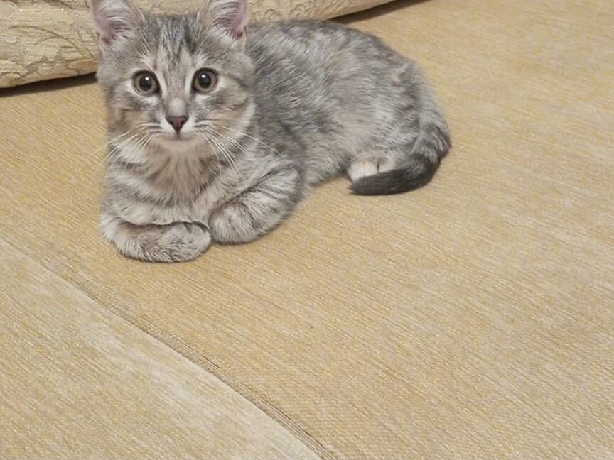 Подарю котëнка
