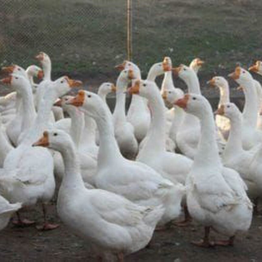 Гуси 8 месяцев