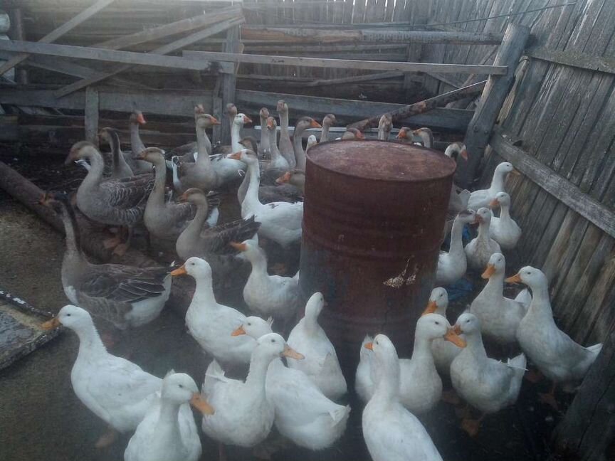 Гуси Утки Индюк