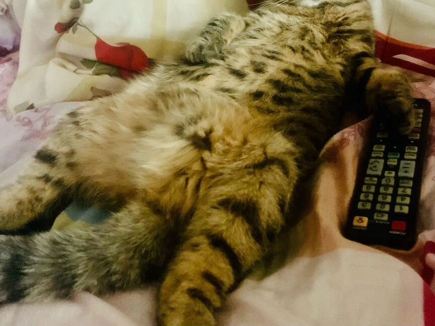 Нужен котик прямоухий шотландец/британец