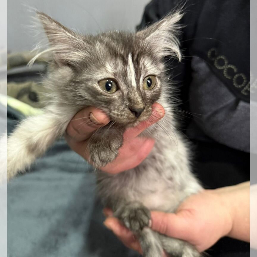 Шотландский вислоухий короткошёрстный котёнок