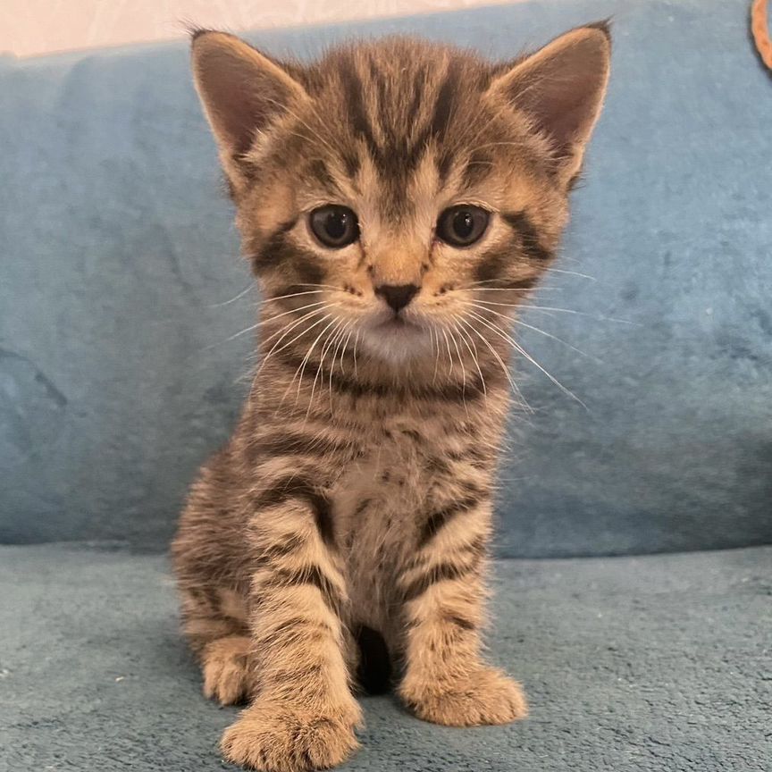 Сибирский котёнок
