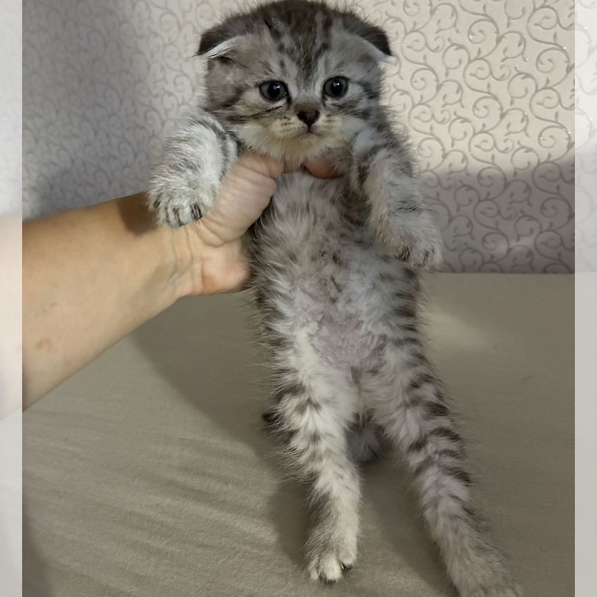 Шотландские вислоухие котики