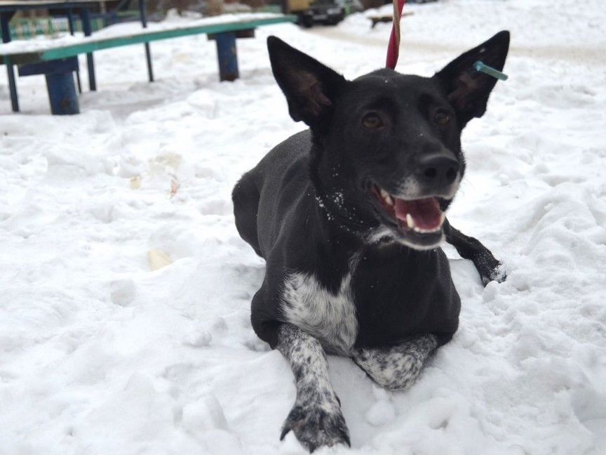 Отдам молодую стерильную собачку. Не крупная