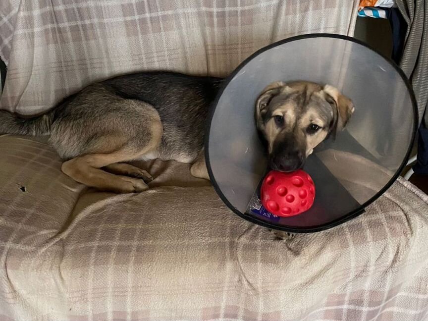 Щенок в добрые руки бесплатно