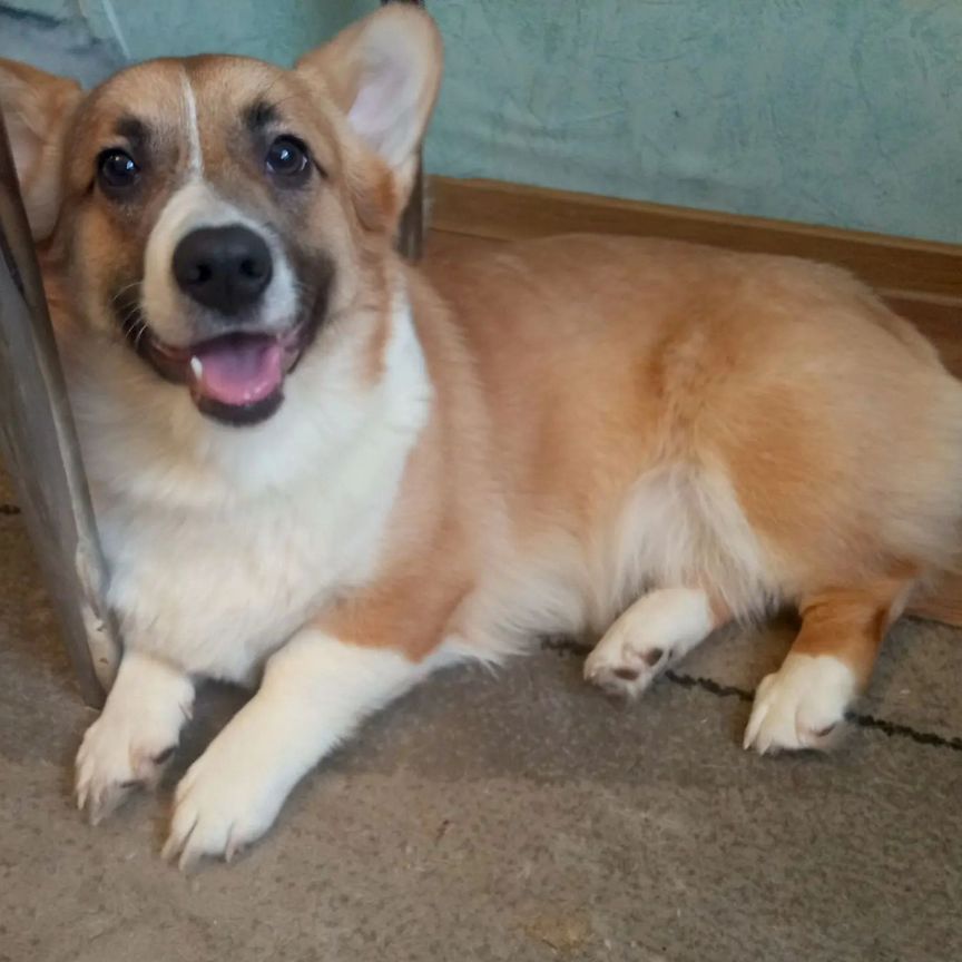 Вельш Корги Пемброк, щенок