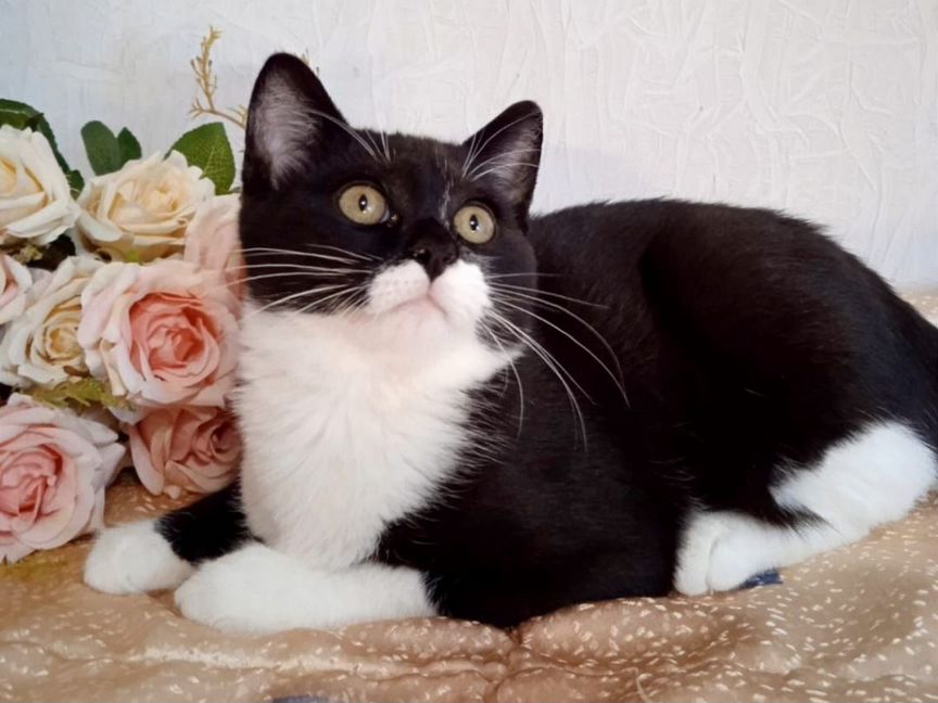 Котик Маркиз ищет дом