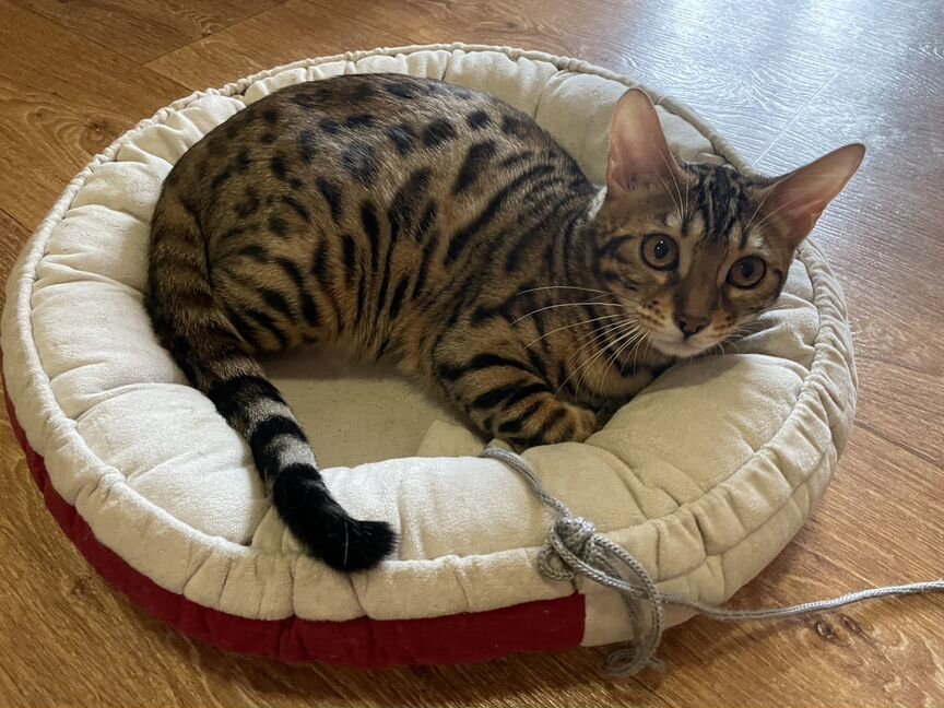 Бенгальская кошка