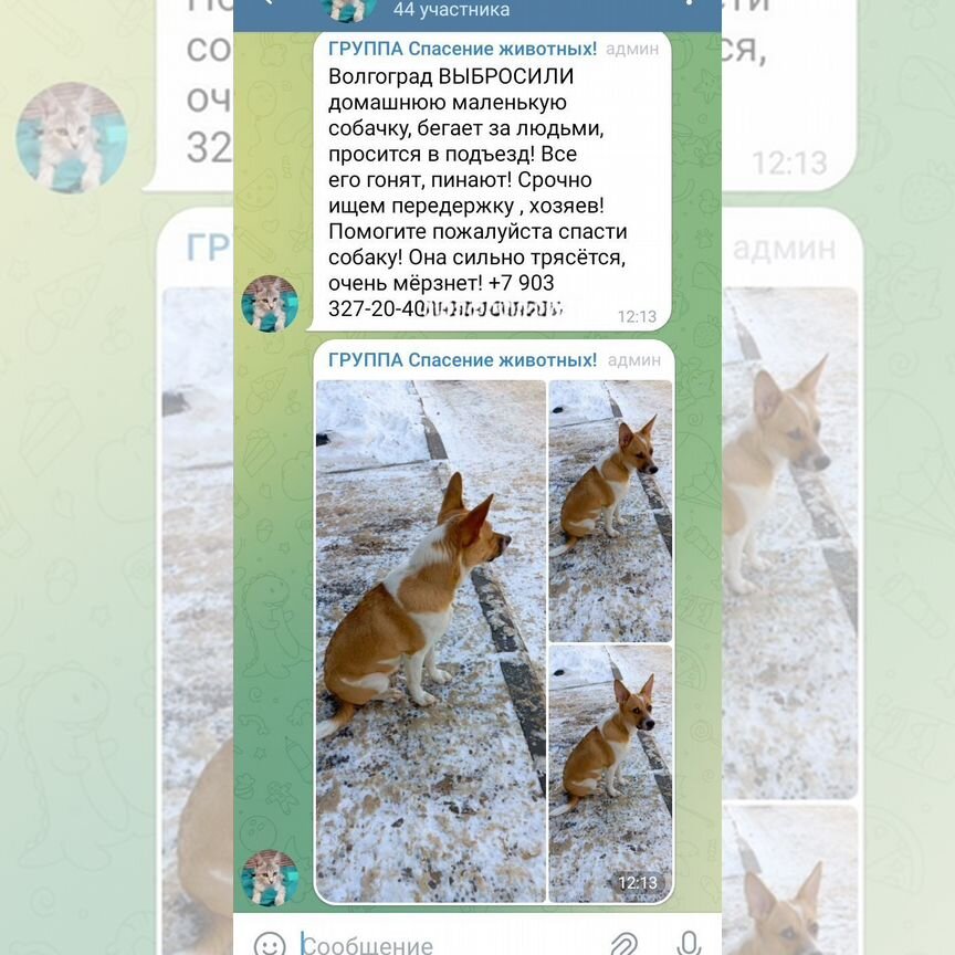 Маленькая собака в добрые руки