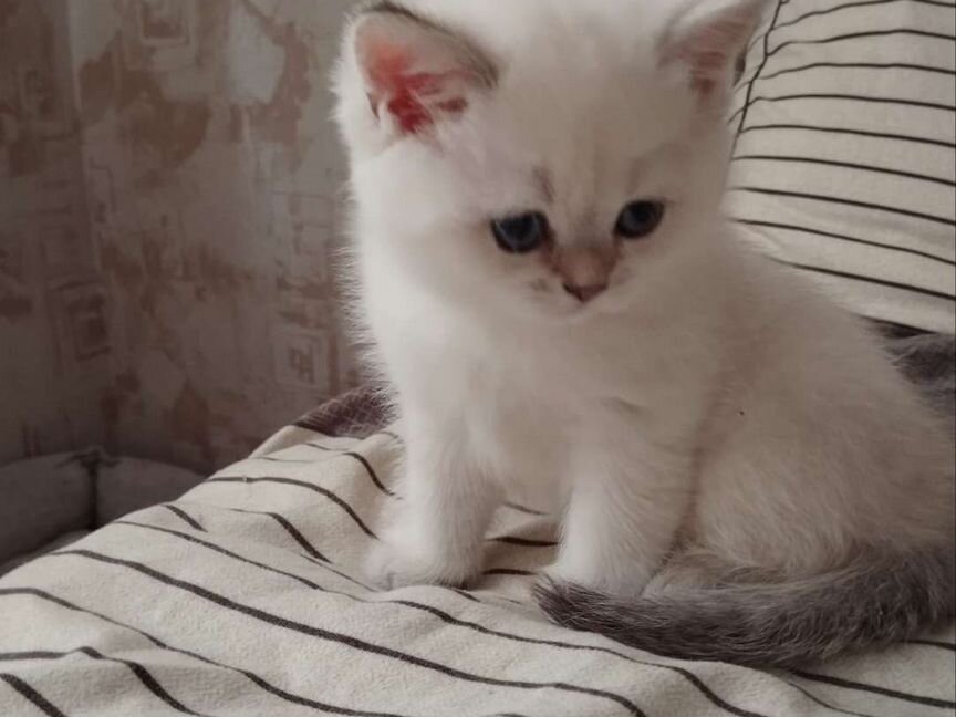 Британские котята