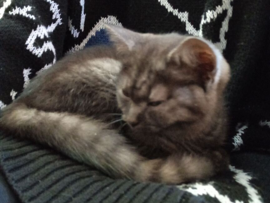 Чëрный Котëнок девочка