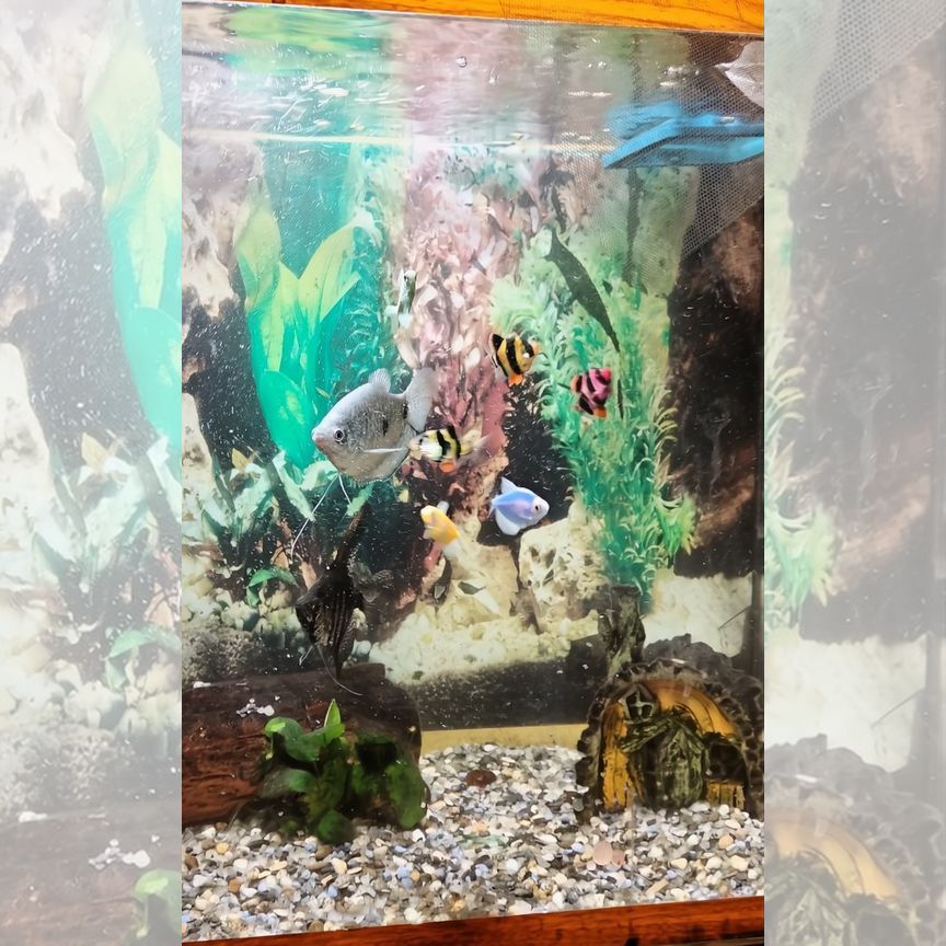 Аквариум с рыбками и оборудованием