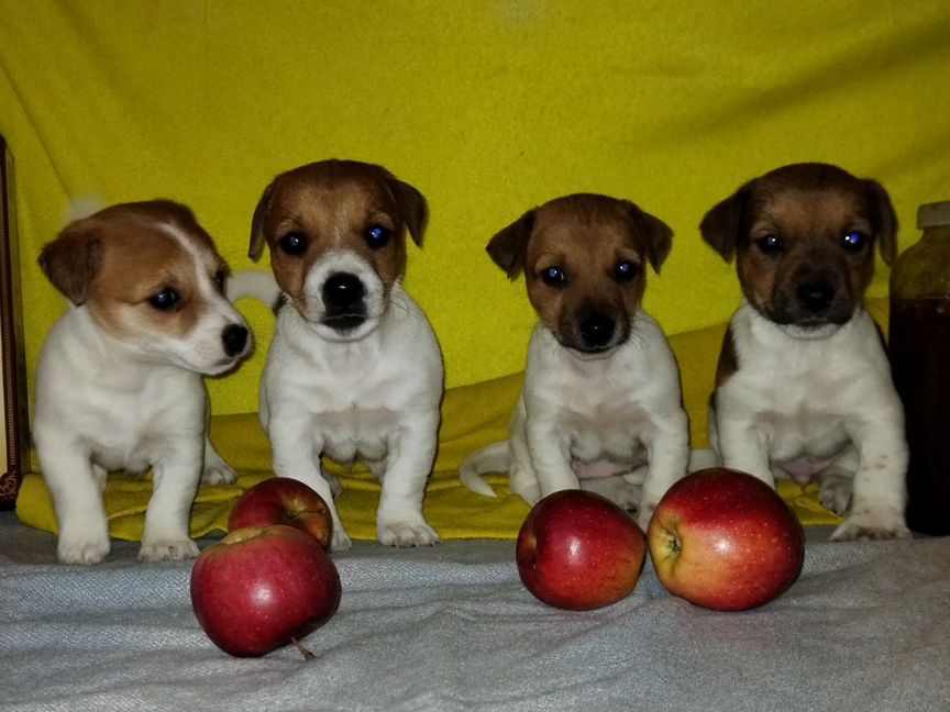 Маленькая бригада(Джек рассел терьер)