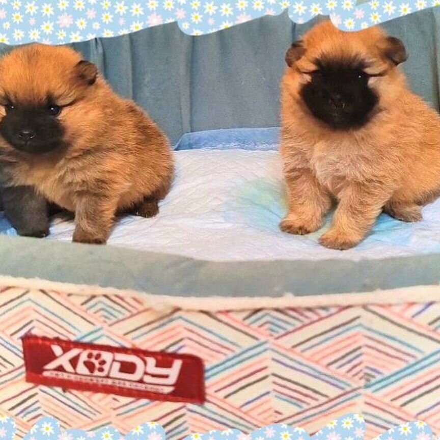 Немецкий шпиц, щенок