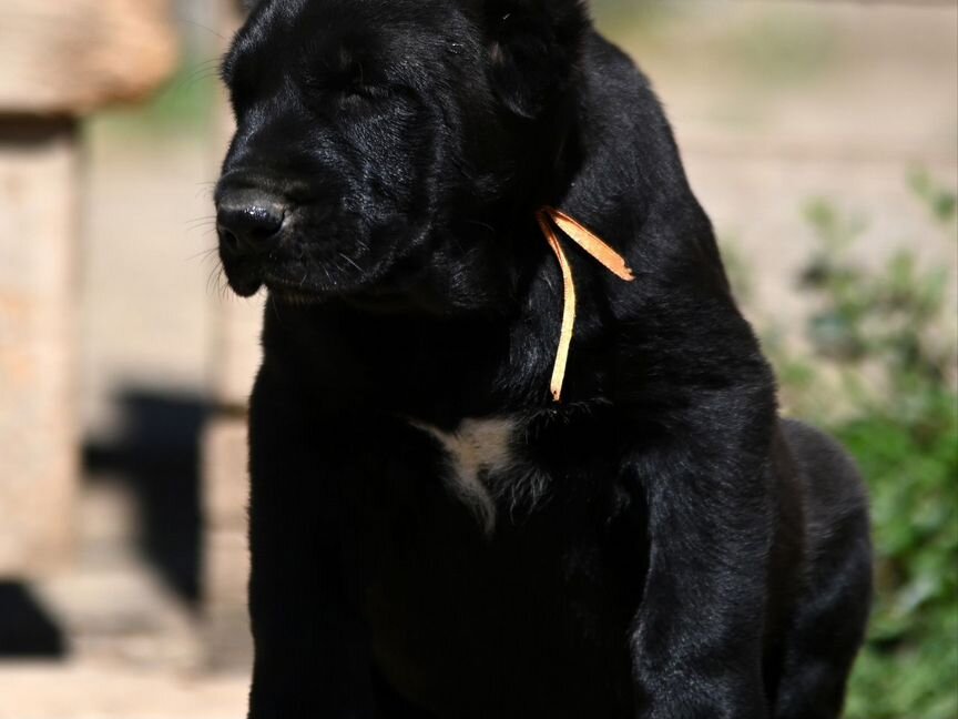 Шикарная брюнетка