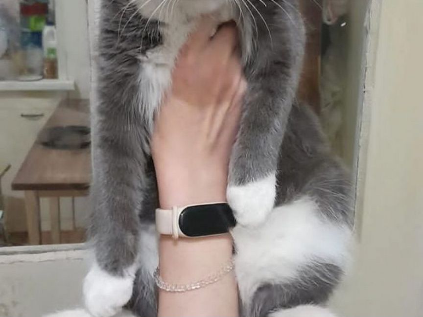 Красивый котик ищем дом долго держать не могут