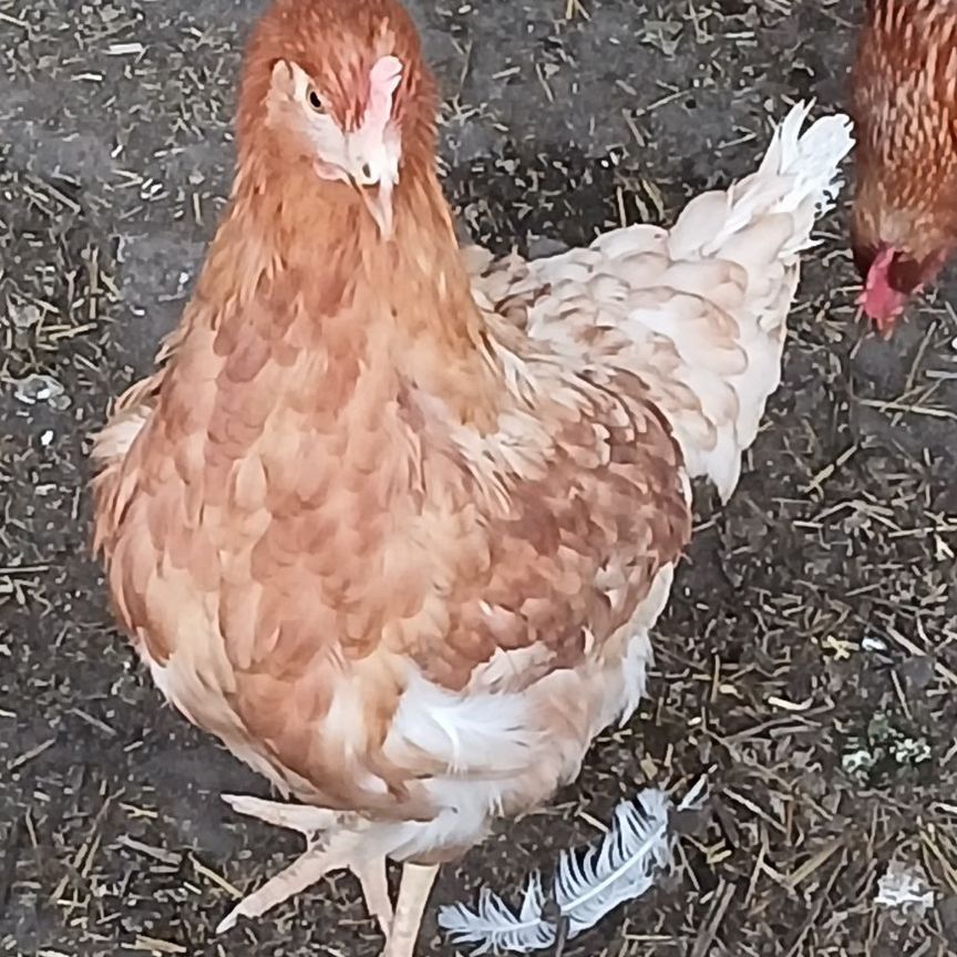 Куры молодки несушки Браун