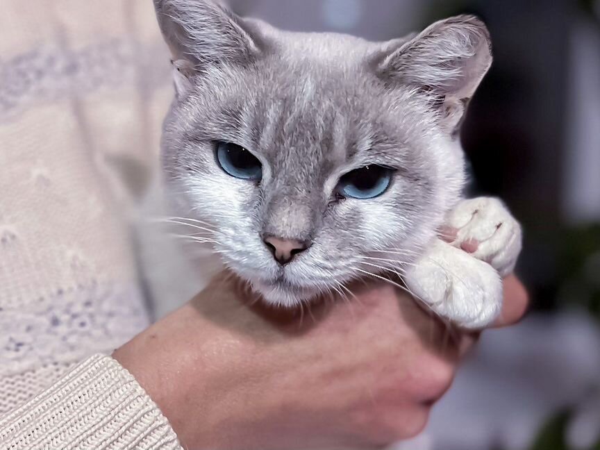 Кошечка с лейкозом (1 год) стерилизована