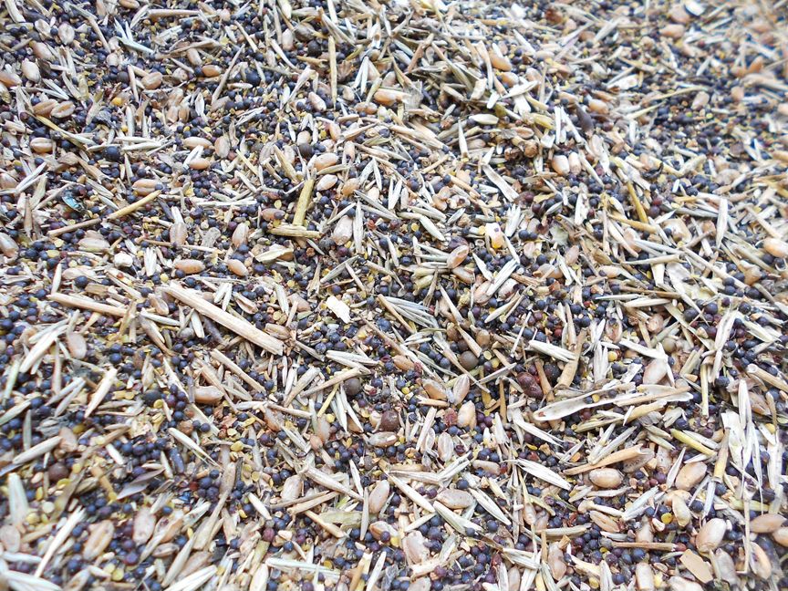 Отходы рапса