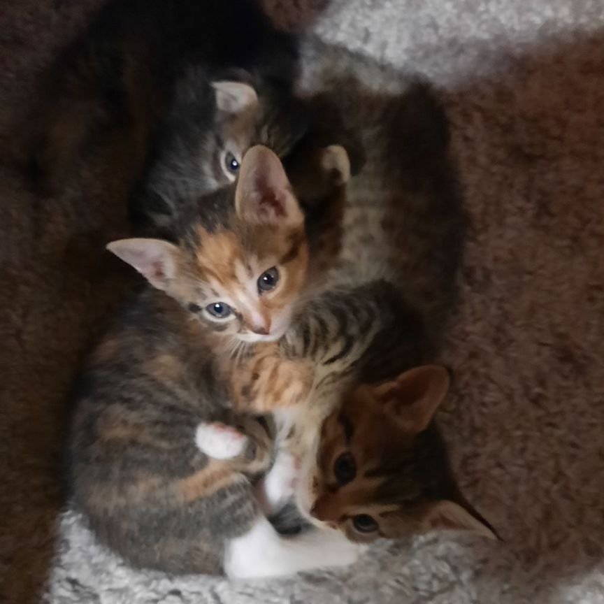 Котята в добрые руки 1 месяц бесплатно