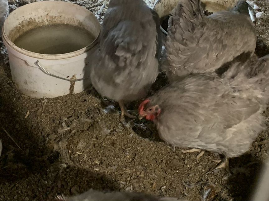 Куры виандот лаванда