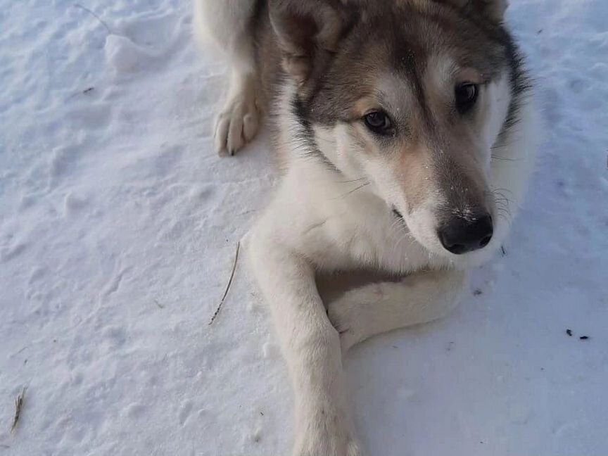 Лайка
