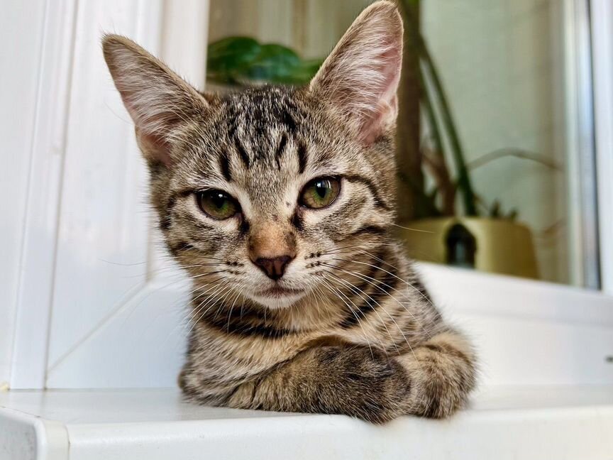 Котенок Шарлотта яркая девочка в добрые руки