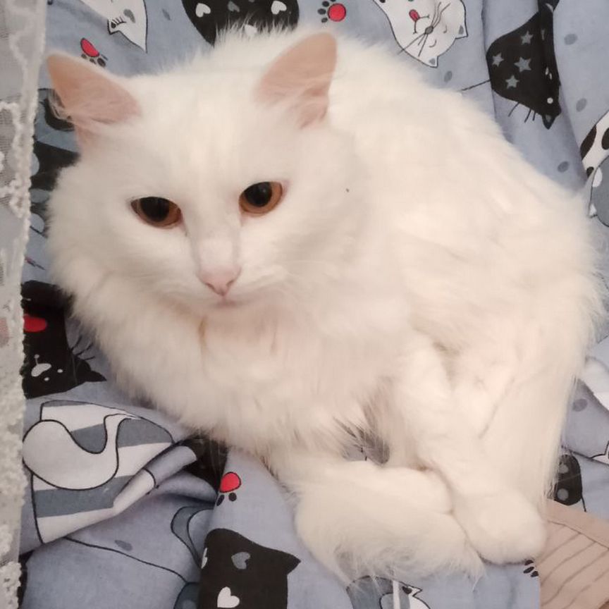 Кошка