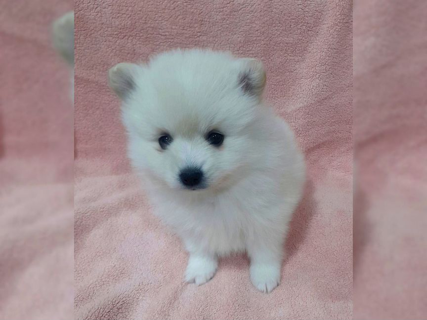 Девочка красоточка