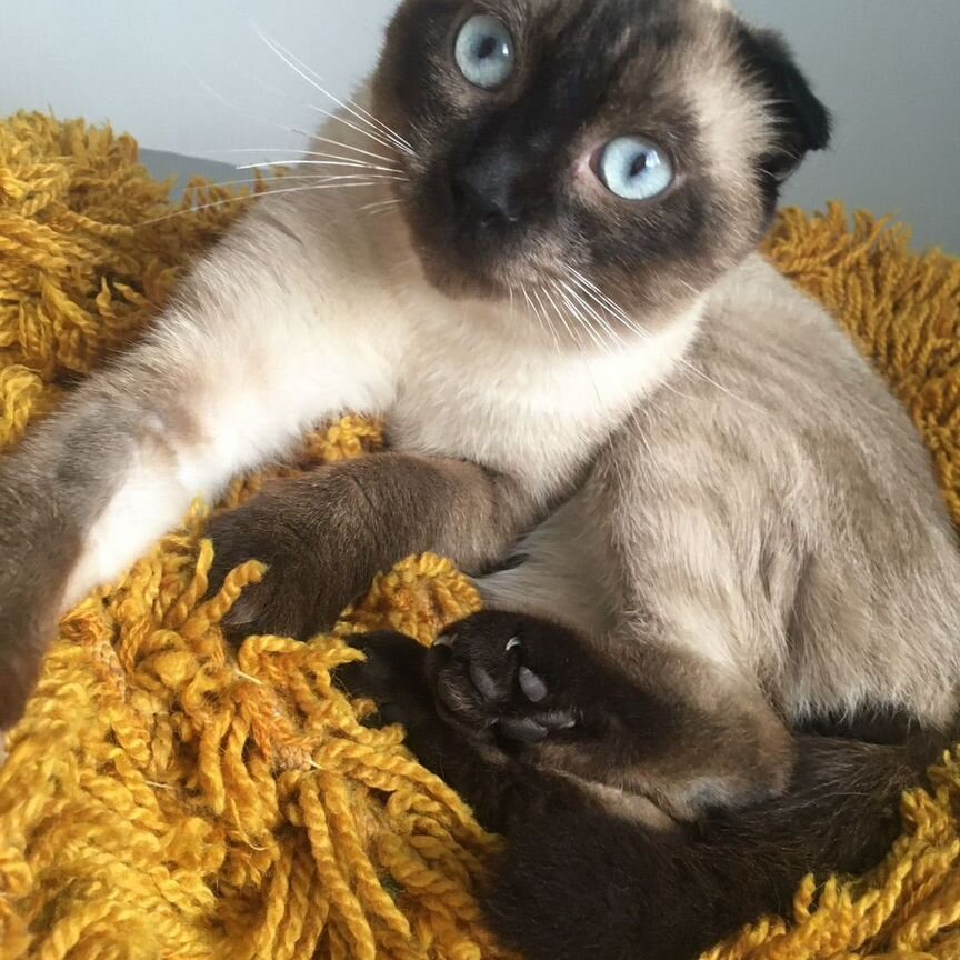 Котик Оникс