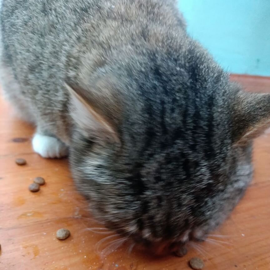 Взрослая, Девочка кошка в добрые руки