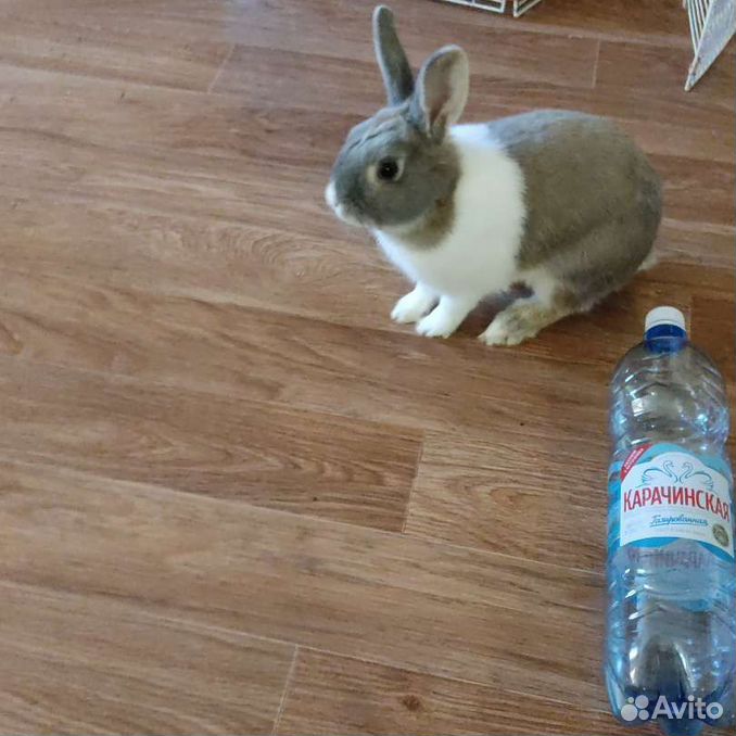 Отдам в добрые руки кролика