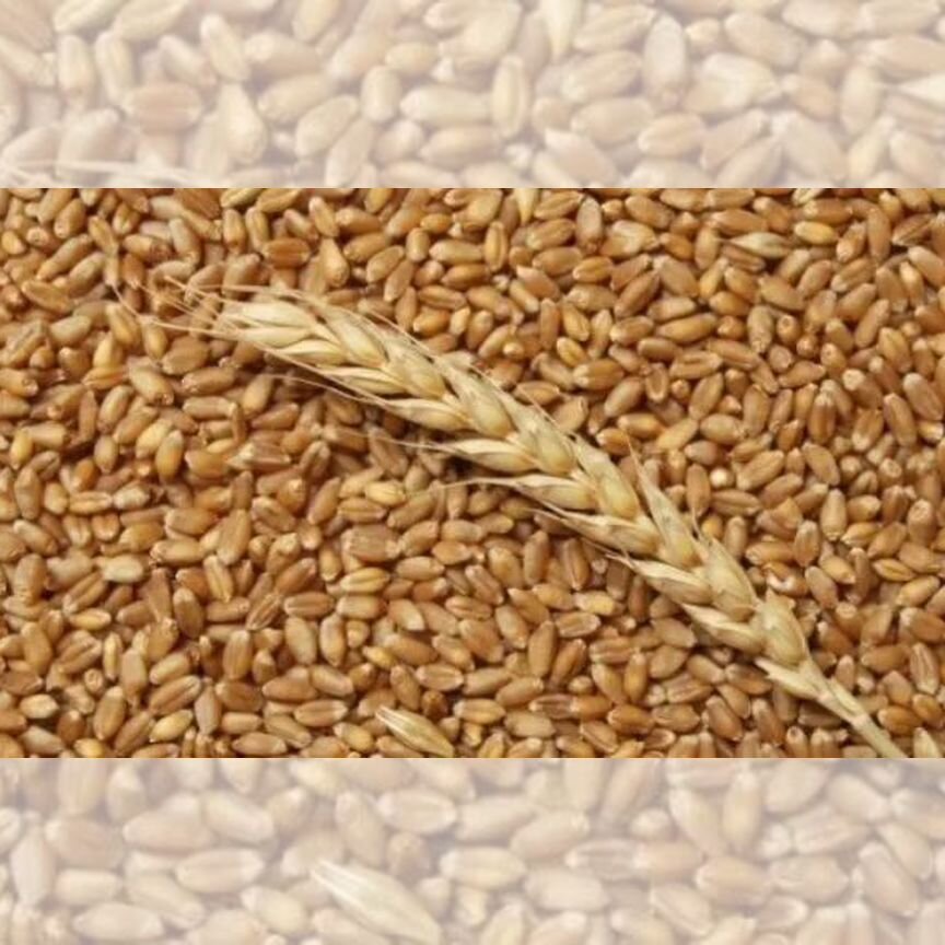 Зерно пшеницы
