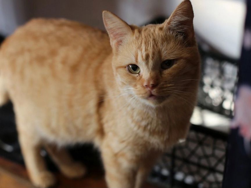 Кот с сво ищет дом