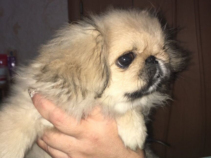 Пекинес
