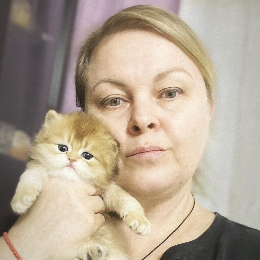Британская кошечка Санталина