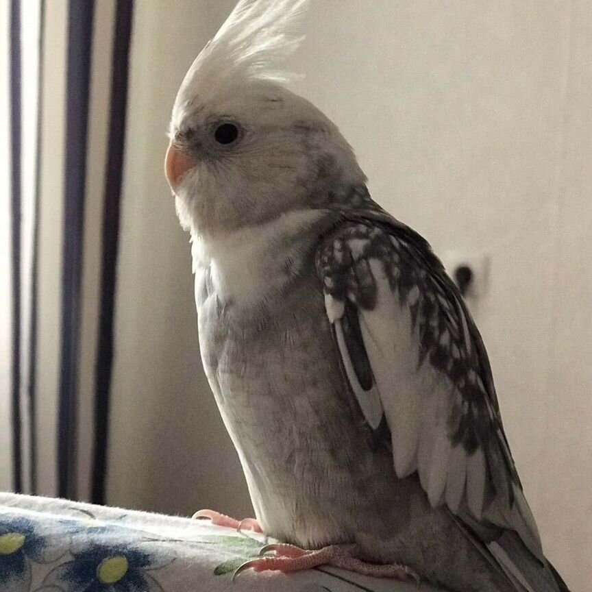 Попугай корелла с клеткой