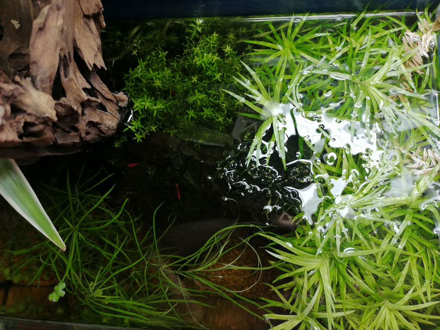 Аквариумные растения прополка