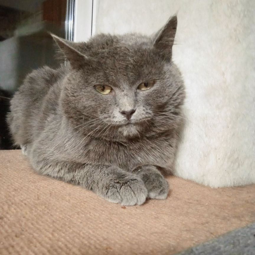 Кот Мишка