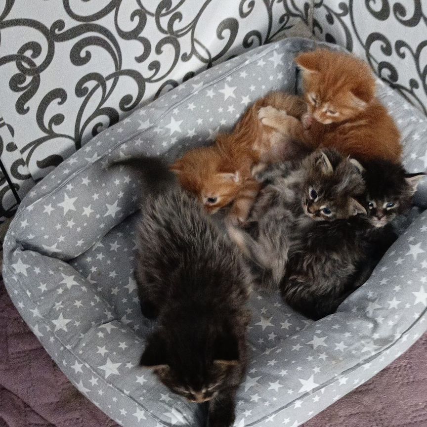 Мейн-кун котёнок